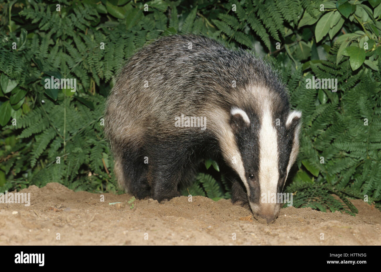Eurasian Badger (Meles meles) adult sniffing the ground, western Europe ...