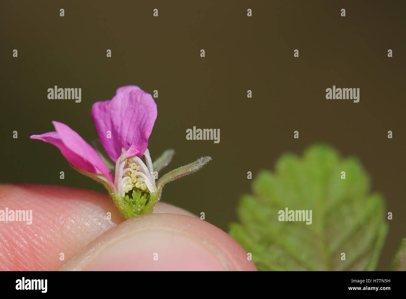 Stone bramble (Rubus saxatilis) blossom cross section held in a hand ...