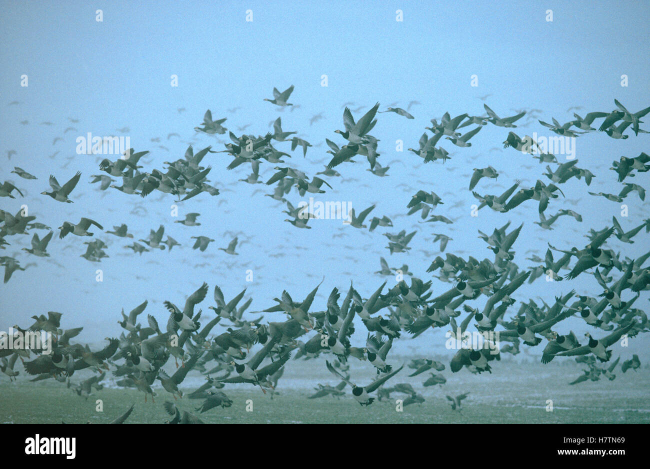 Barnacle Goose (Branta leucopsis) flock flying, Europe Stock Photo - Alamy