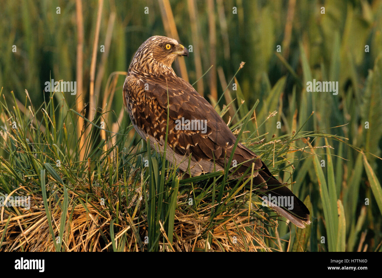 Western Marsh-Harrier (Circus aeruginosus) adult on tussock of grass ...