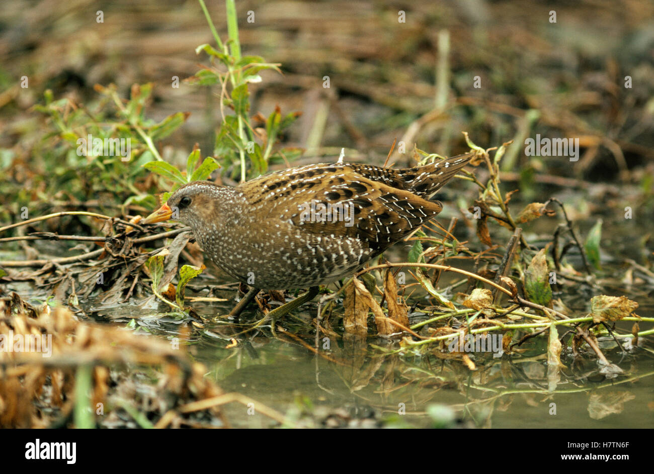 Spotted Crake (Porzana porzana) foraging for food, Europe Stock Photo ...