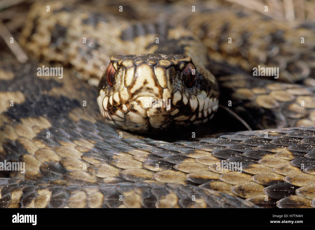 Common European Adder (Vipera berus) close up portrait of coiled snake ...