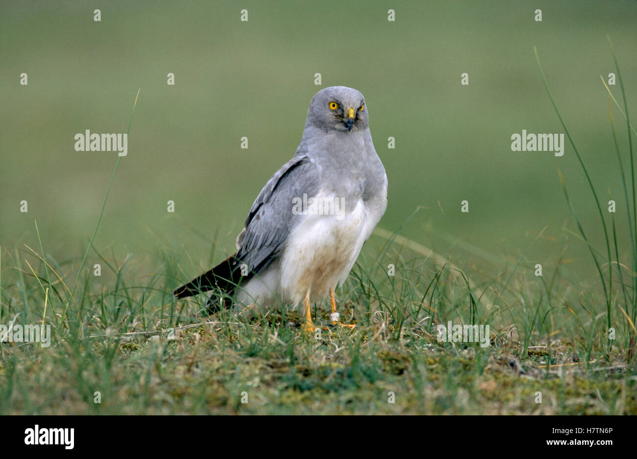 Northern Harrier (Circus cyaneus) adult, Europe Stock Photo - Alamy