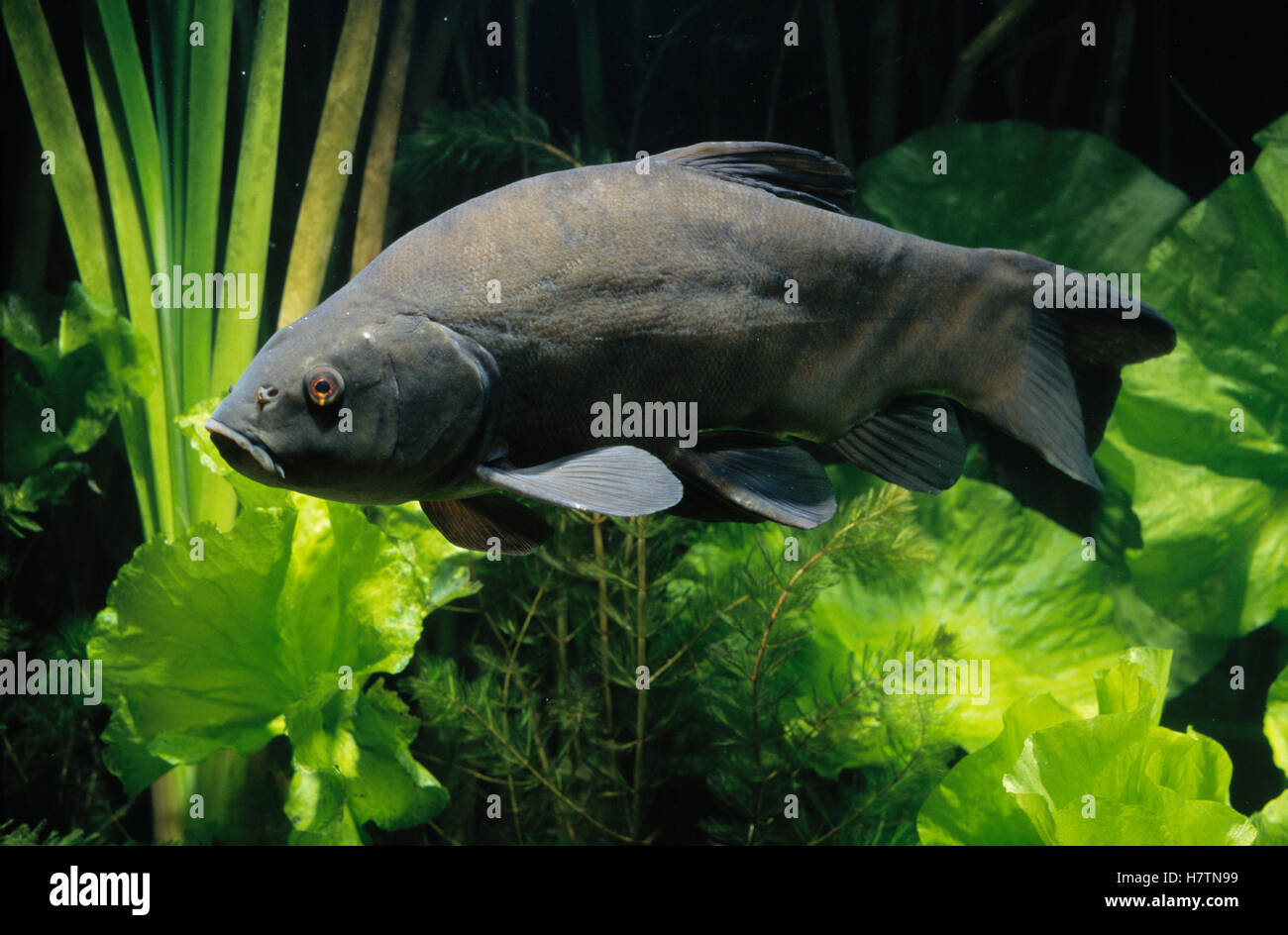 Tench (Tinca tinca) swimming underwater, Europe Stock Photo - Alamy