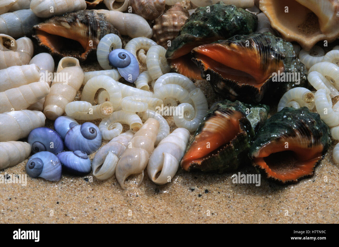 Sea Snail, shells of several species on beach Stock Photo - Alamy