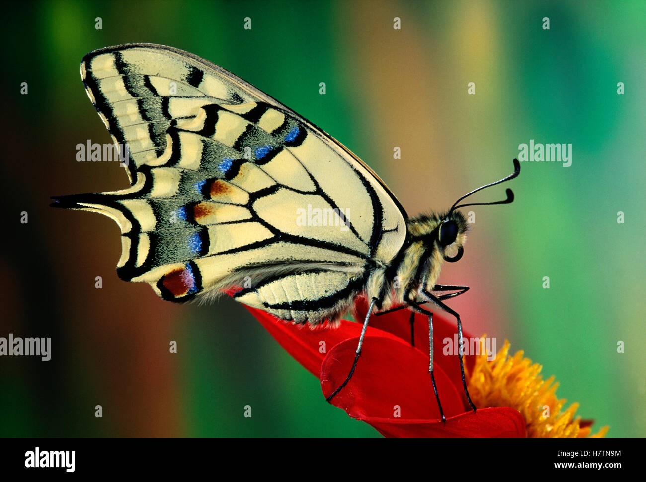 Oldworld Swallowtail (Papilio machaon) side view, Europe Stock Photo ...