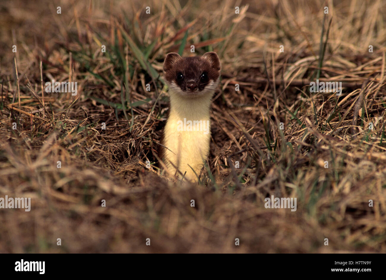 Short-tailed Weasel (Mustela erminea) alert adult emerging from burrow ...