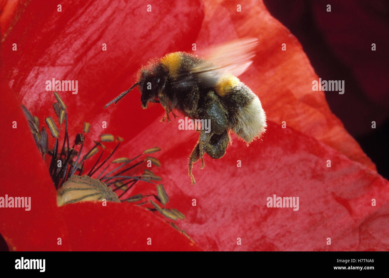 Buff-tailed Bumblebee (Bombus terrestris) landing in a red flower to ...