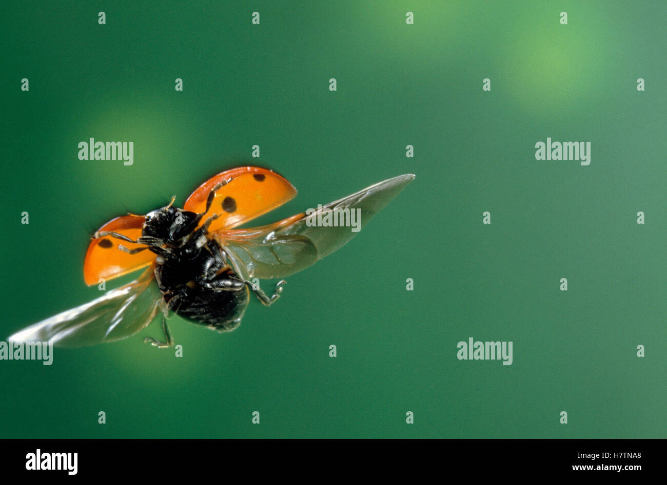 Seven-spotted Ladybird (Coccinella septempunctata) flying, Europe Stock ...