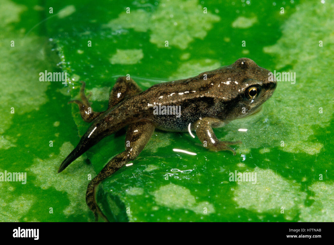 Common Frog (Rana temporaria) juvenile on leaf, still has larval tail ...