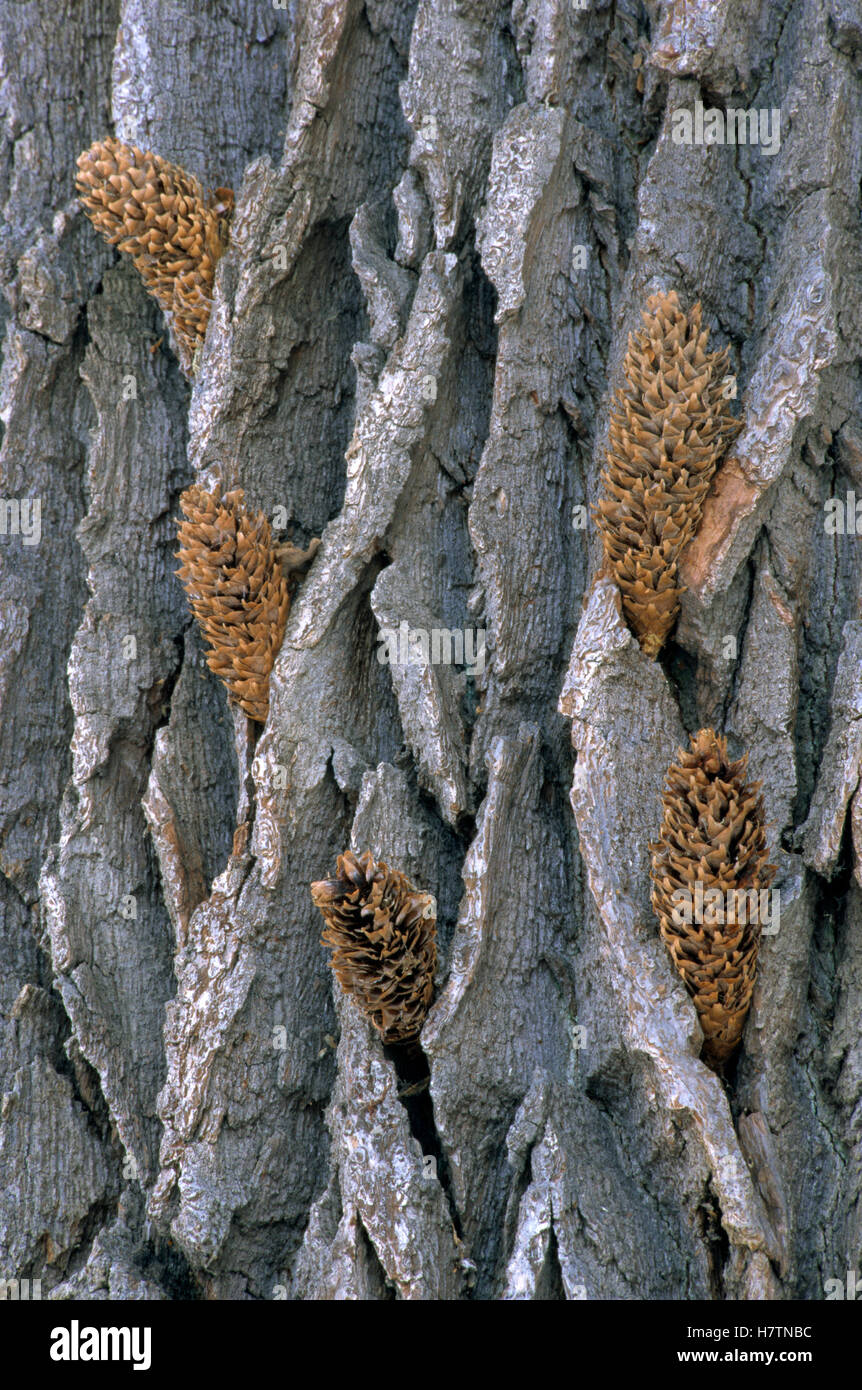 Great Spotted Woodpecker (Dendrocopos major) has stored Pine (Pinus sp ...