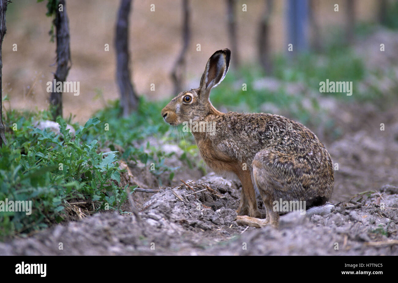 European Hare (Lepus europaeus) in garden, Europe Stock Photo - Alamy