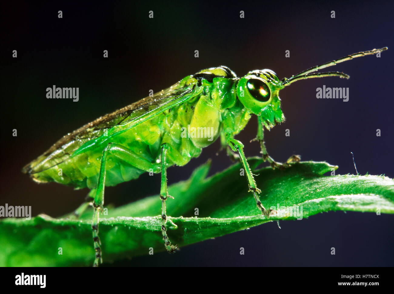 Green Sawfly (Rhogogaster viridis) close up on leaf, Europe Stock Photo ...