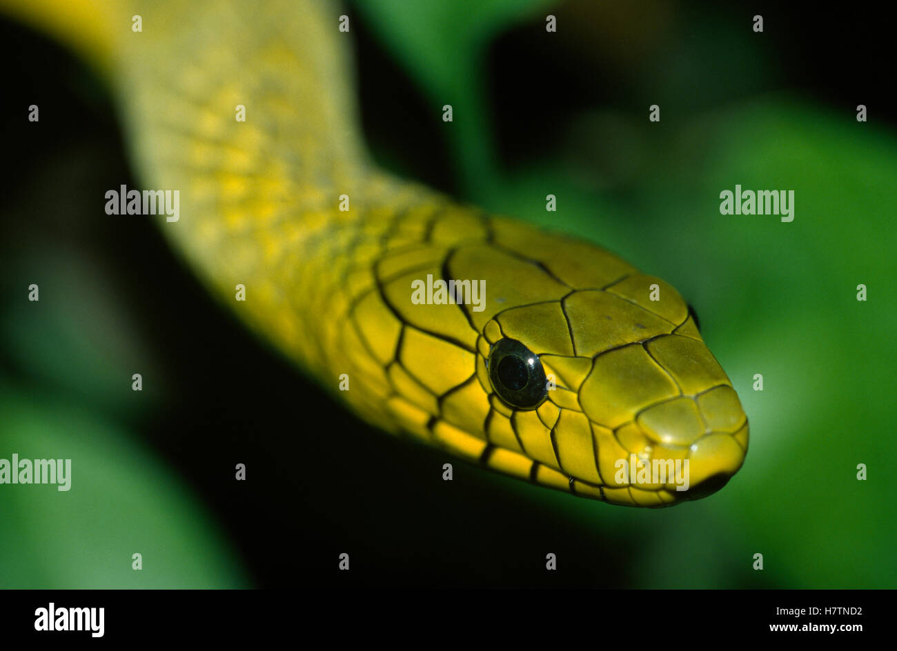 Green Mamba (Dendroaspis viridis) close up of head, venomous, east ...