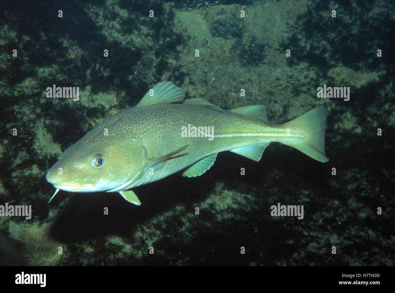 Atlantic Cod (Gadus morhua) swimming showing prominent barbule on lower ...