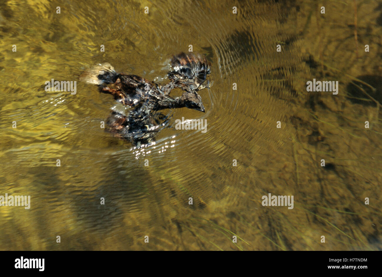 Hoatzin (Opisthocomus hoazin) chick swimming in water after jumping ...