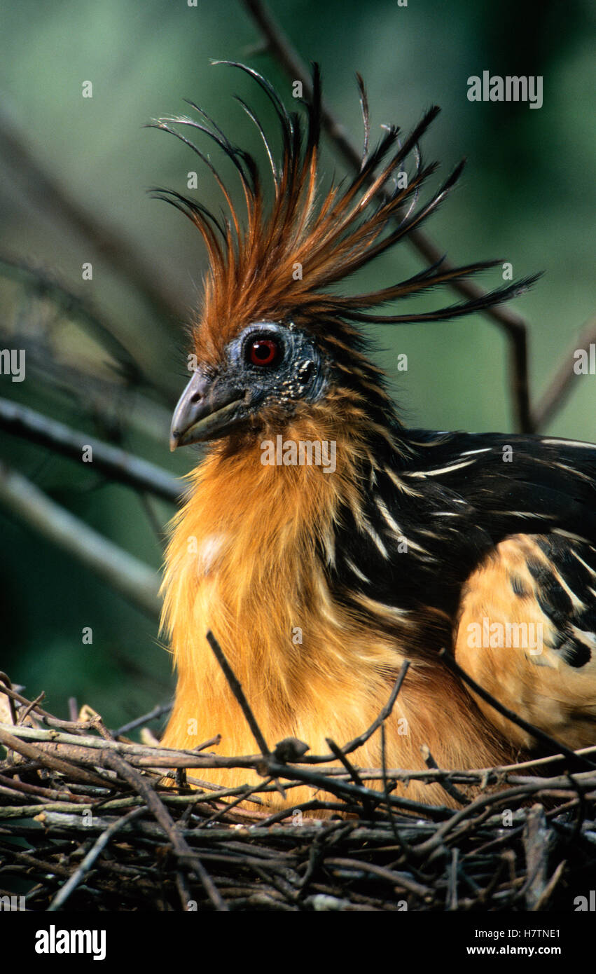 Hoatzin (Opisthocomus hoazin) adult on nest, Guyana Stock Photo - Alamy