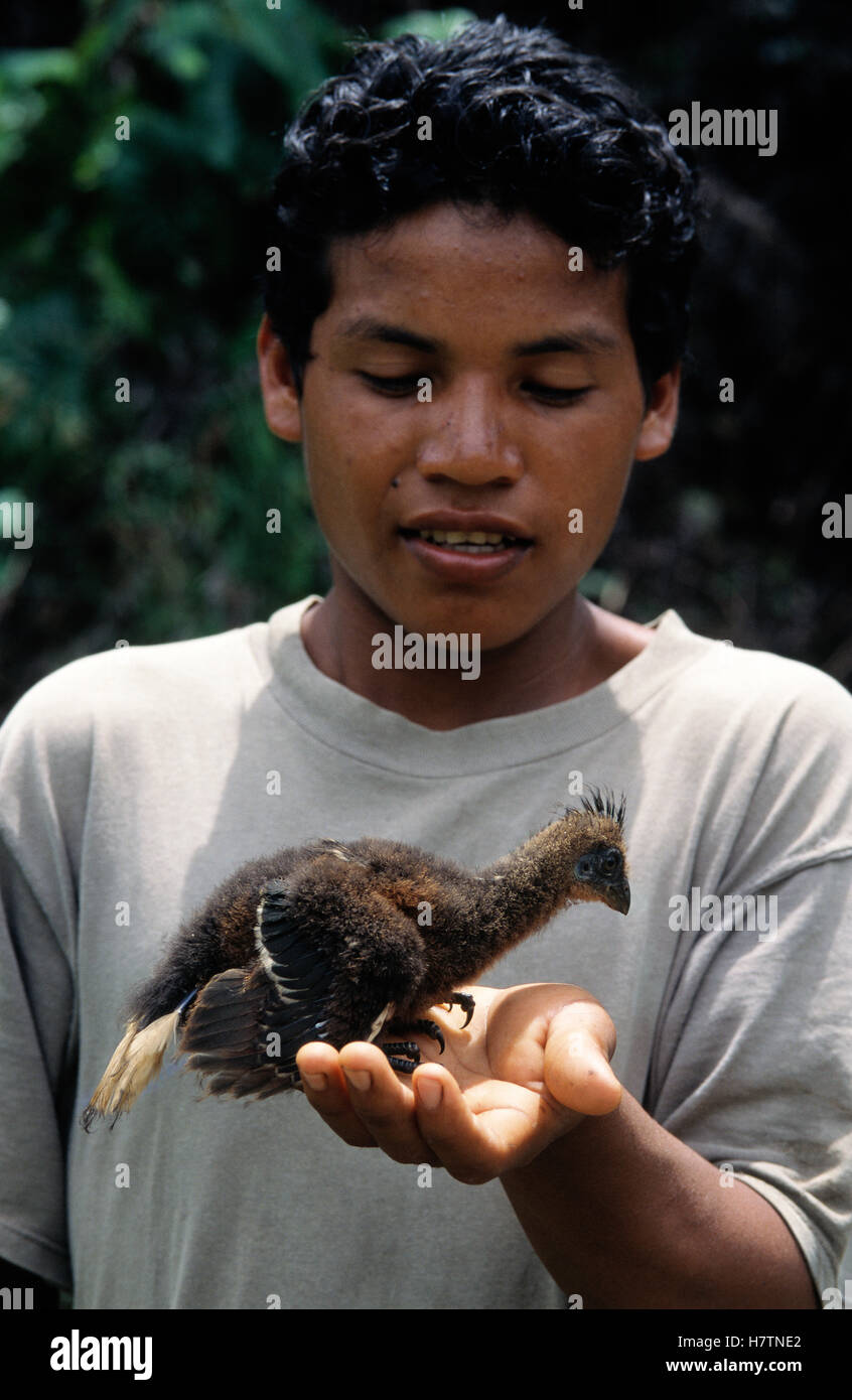 Hoatzin (Opisthocomus hoazin) chick in boy's hand, Guyana Stock Photo ...