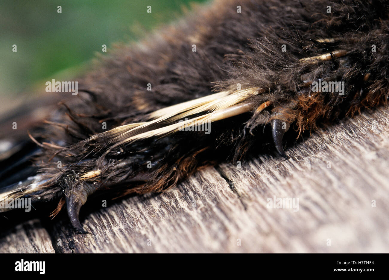 Hoatzin (Opisthocomus hoazin) close up of the vestigial claws on a ...