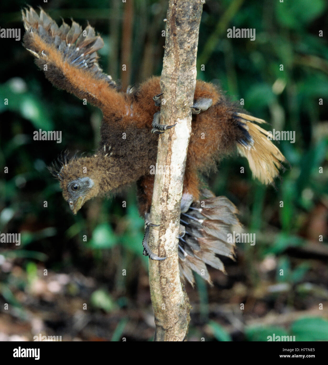 Hoatzin (Opisthocomus hoazin) chick climbing a branch, Guyana Stock ...