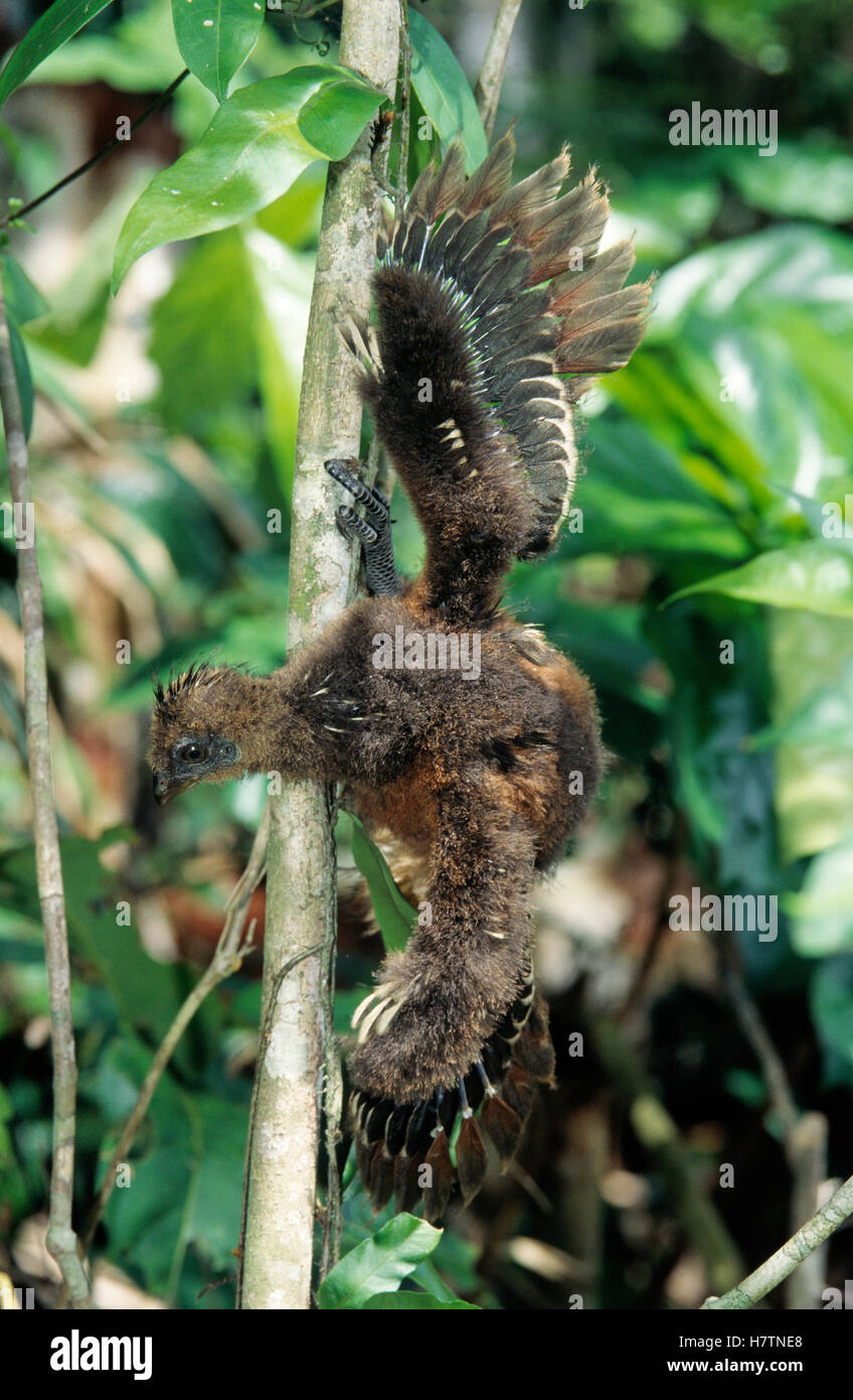 Hoatzin (Opisthocomus hoazin) chick has claws on its wings to grip and ...