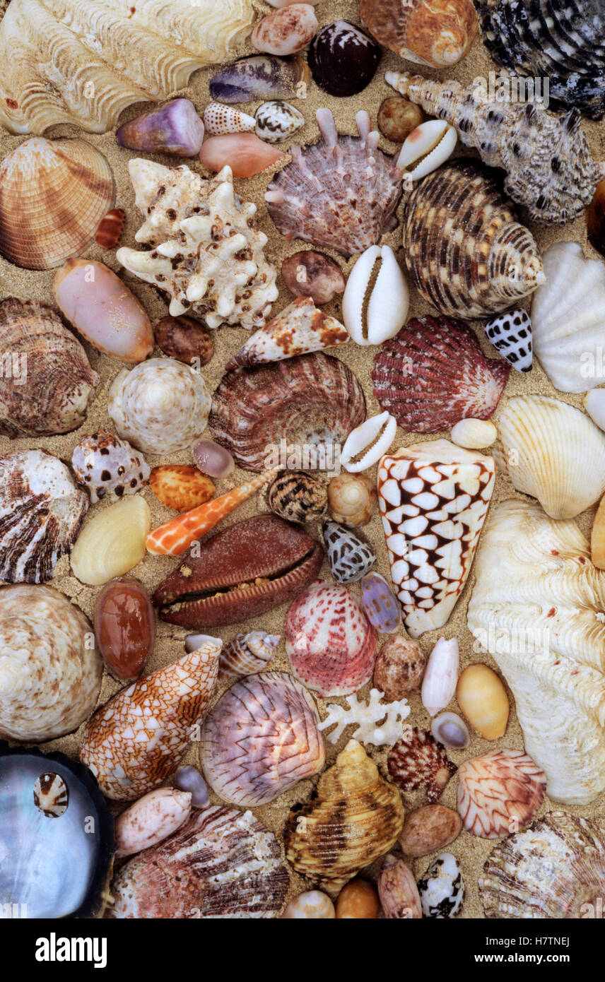 Various conch, cowry, clam and other marine shells Stock Photo - Alamy