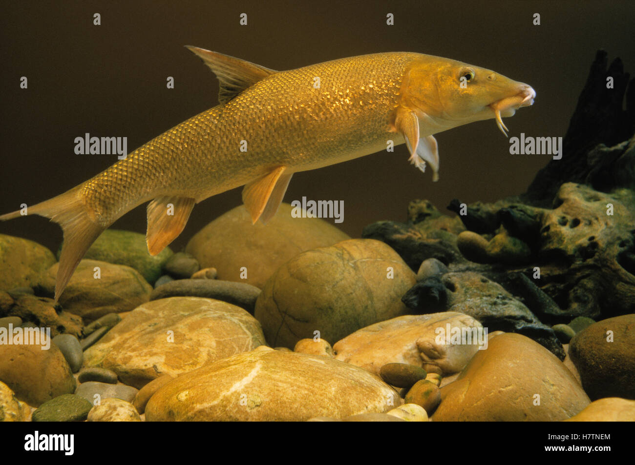 Barbel (Barbus barbus) freshwater fish, Europe Stock Photo - Alamy