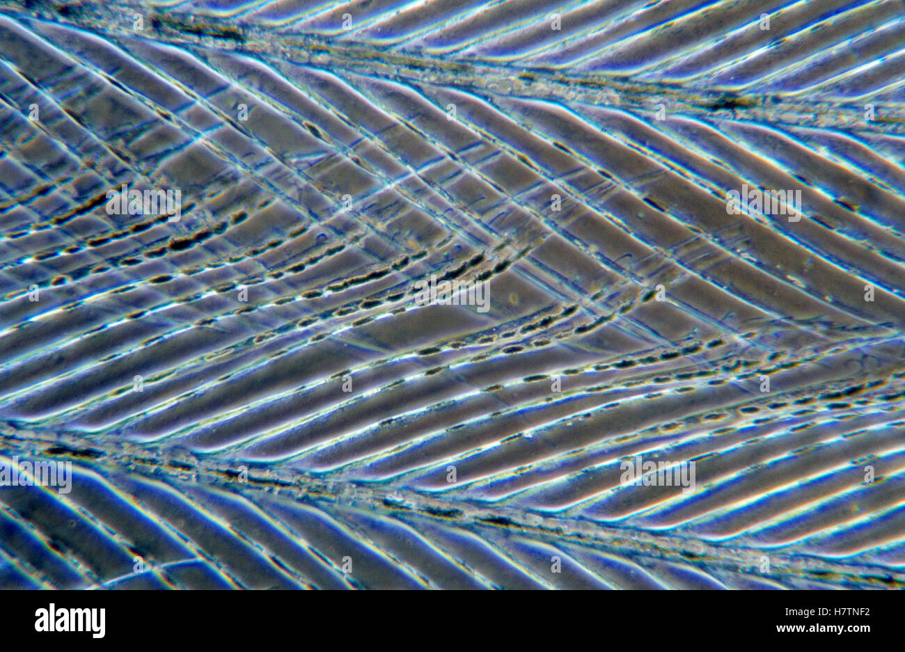 Feather detail showing interlocking fibers Stock Photo - Alamy