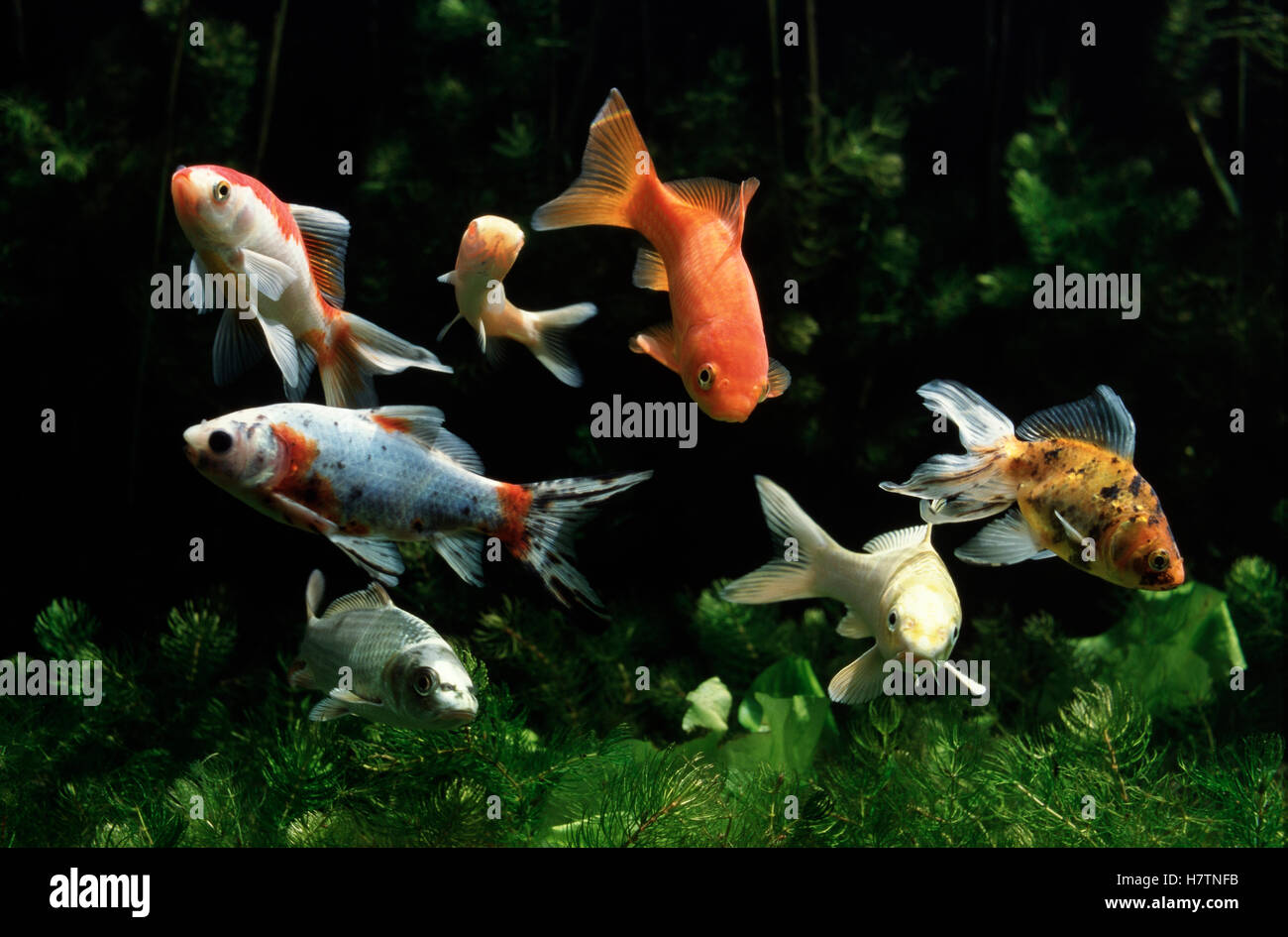 Goldfish (Carassius auratus) school of multi-colored fish Stock Photo ...