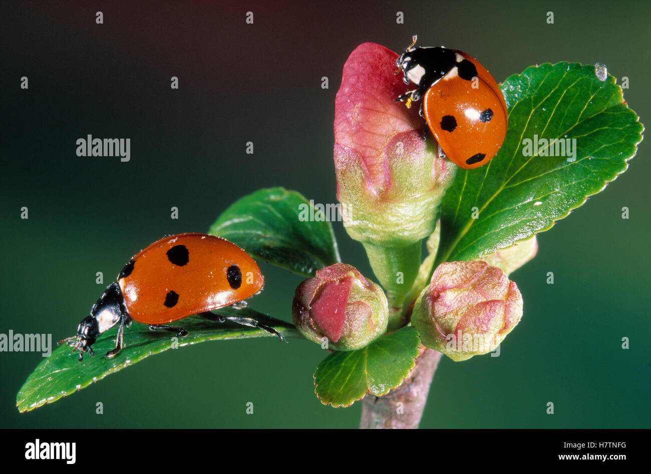 Seven-spotted Ladybird (Coccinella septempunctata) pair on blossom ...