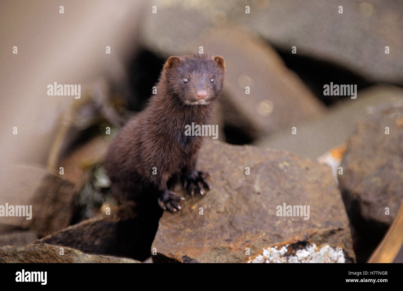 European Mink (Mustela lutreola) portrait, front view with front legs ...