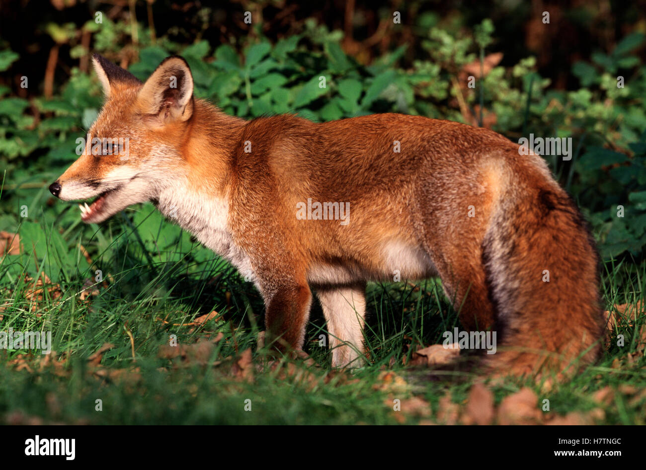 Red Fox (Vulpes vulpes) at forest edge, Europe Stock Photo - Alamy