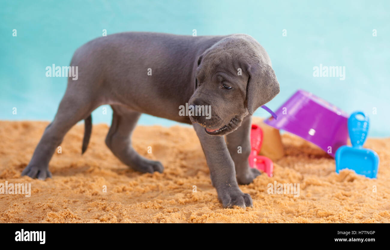 Grey Great Dane purebred puppy on sand looking back at something Stock ...