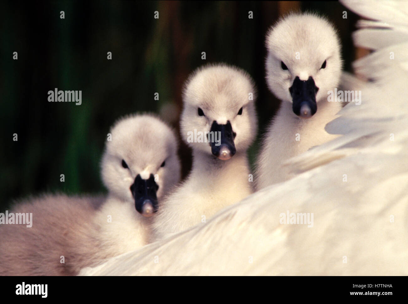 Mute Swan (Cygnus olor) three cygnets on parent's back, Europe Stock ...