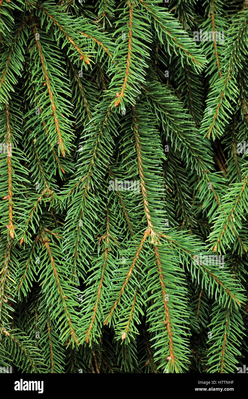 Fresh Green Fir Twig Texture Pattern Background, Large Detailed ...
