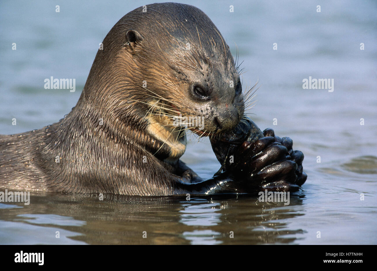Animals Giant Otter Guyana Free Photo | Giant River Otter Feeding In