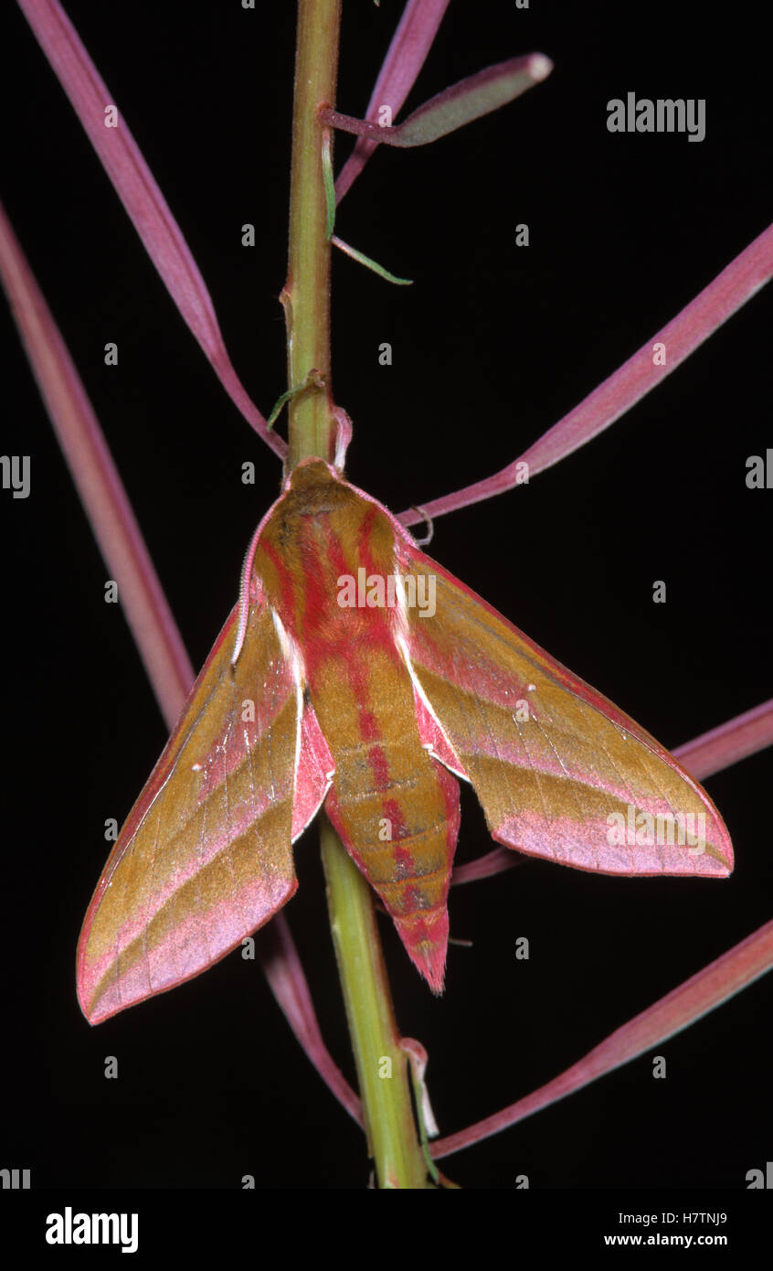 Elephant Hawk Moth (Deilephila elpenor), Europe Stock Photo - Alamy