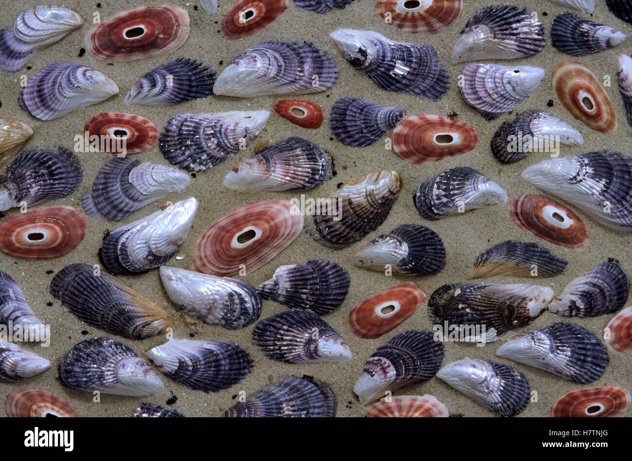 Keyhole Limpet (Fissurella barbadensis) shells and mussel shells on ...