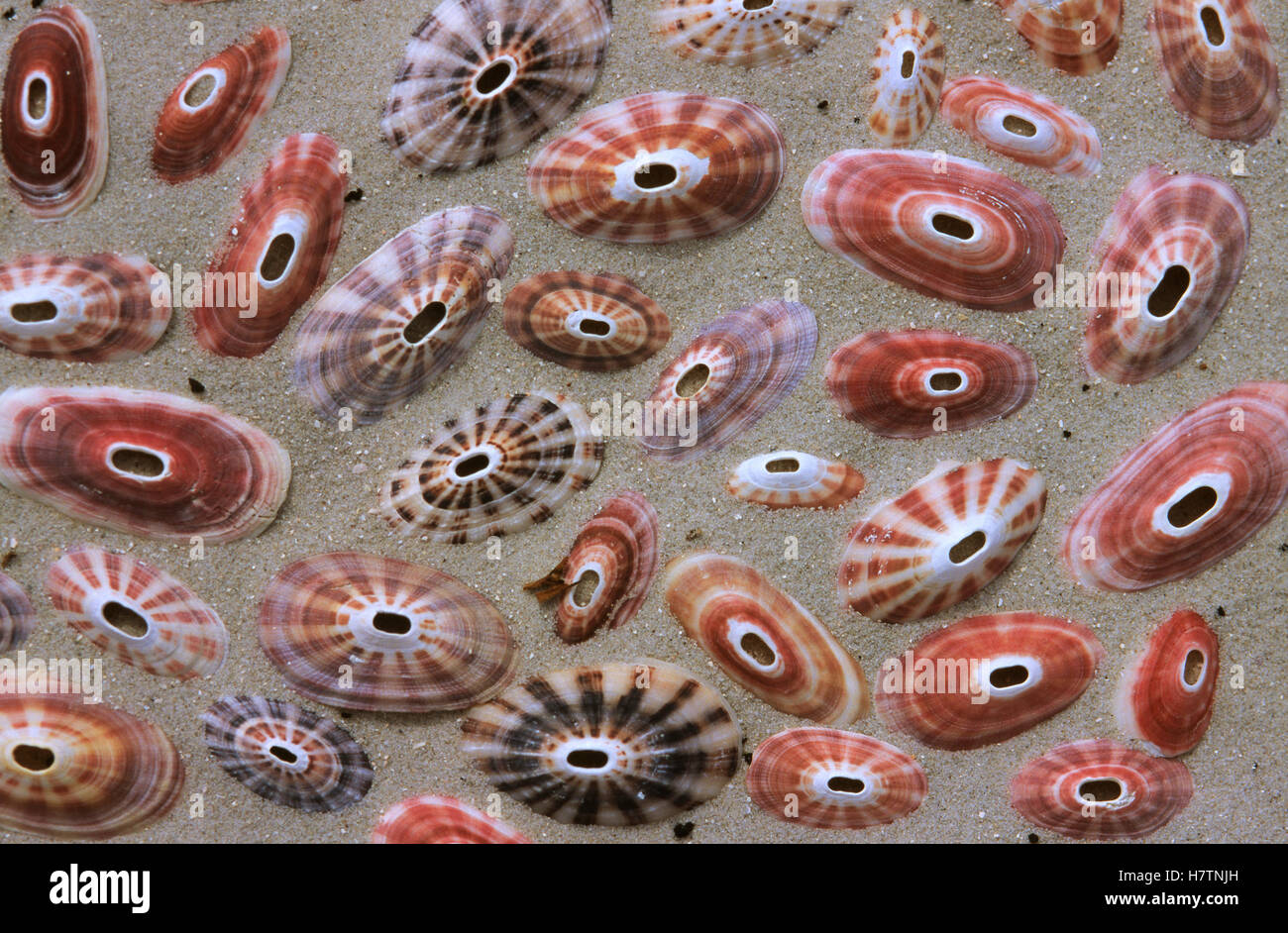 Keyhole Limpet (Fissurella barbadensis) shells on the beach, Europe ...