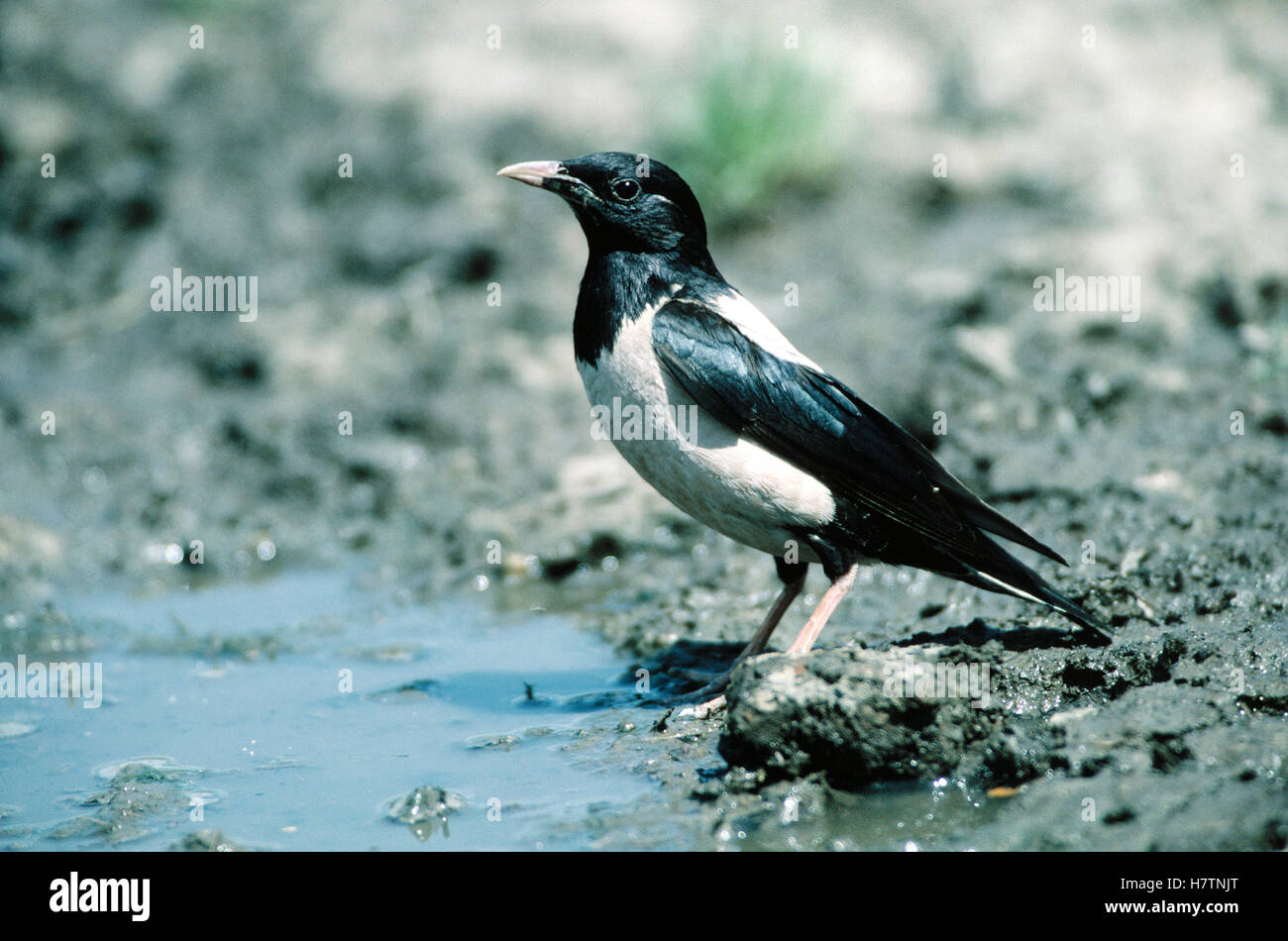 Rosy Starling (Pastor roseus) male, Europe Stock Photo - Alamy
