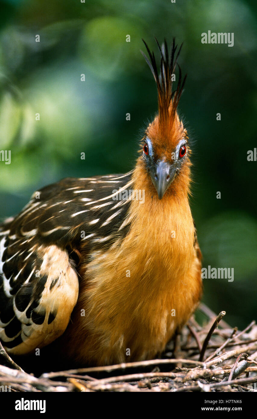 Hoatzin (Opisthocomus hoazin) on nest, Guyana Stock Photo - Alamy