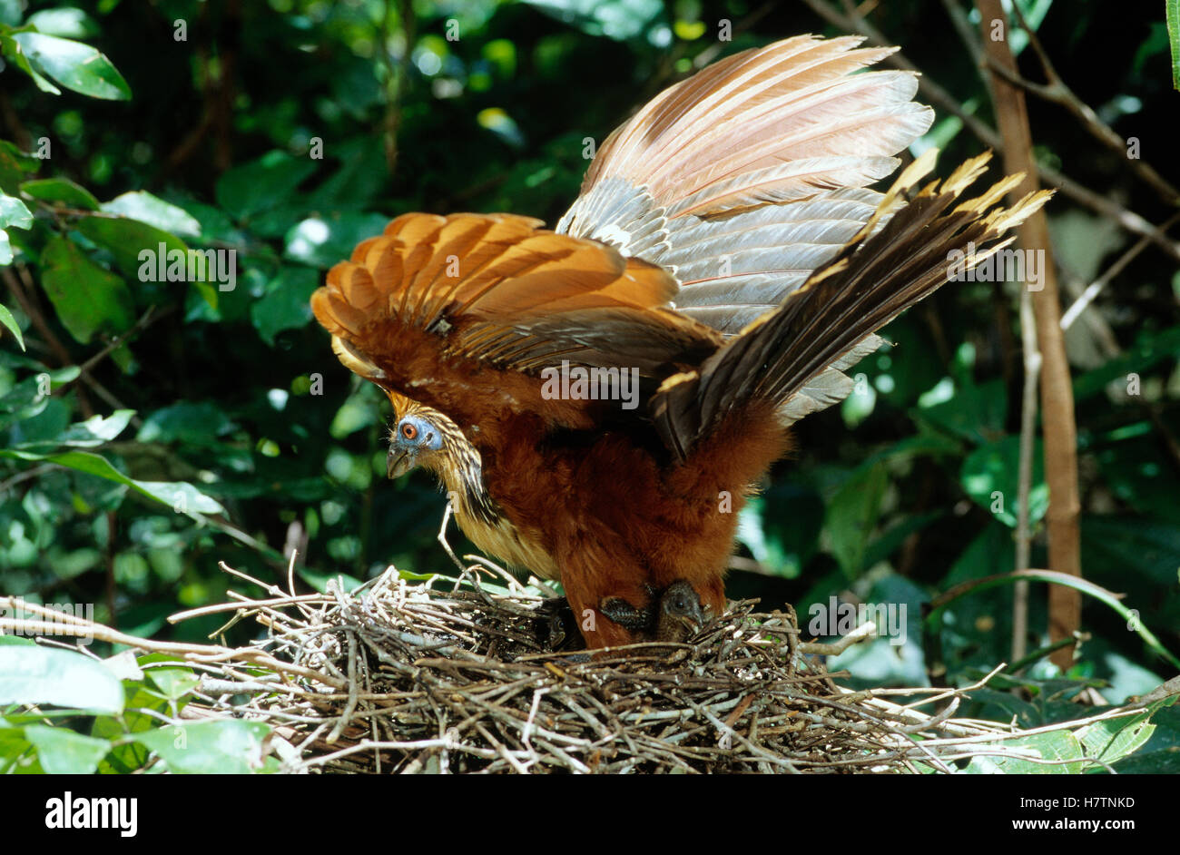 Hoatzin (Opisthocomus hoazin) parent shading chicks from sun, Guyana ...