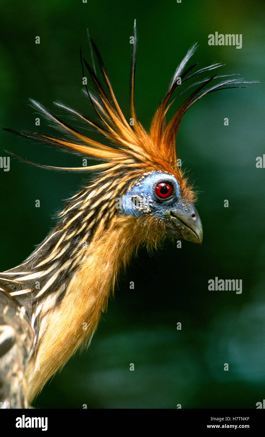 Hoatzin (Opisthocomus hoazin) portrait, side view, head and shoulders ...