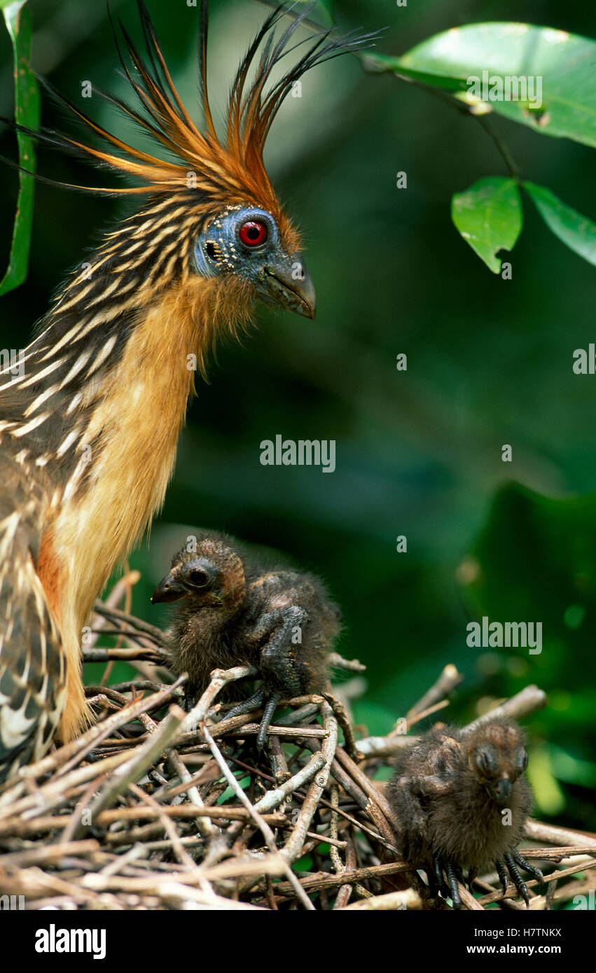 Hoatzin (Opisthocomus hoazin) with two chicks on nest, Guyana Stock ...