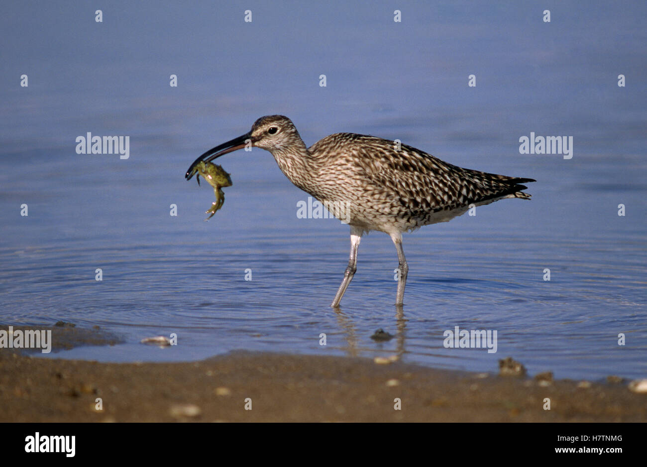 Whimbrel (Numenius phaeopus) with crab prey, Europe Stock Photo - Alamy