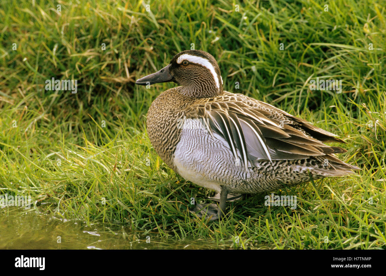 Garganey (Anas querquedula) male standing in grass, Europe Stock Photo ...
