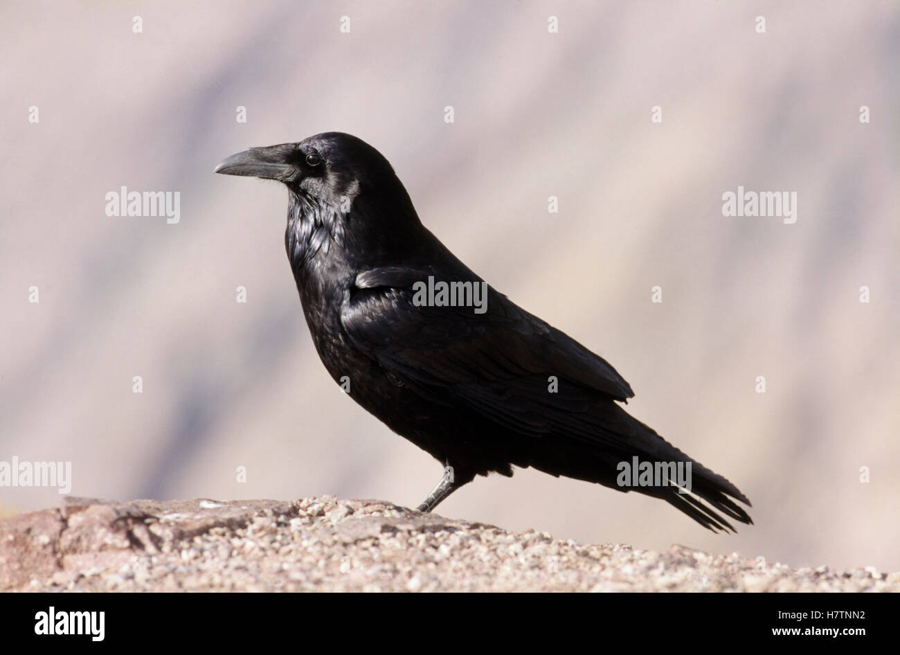 Common Raven (Corvus corax) standing on rock, Europe Stock Photo - Alamy