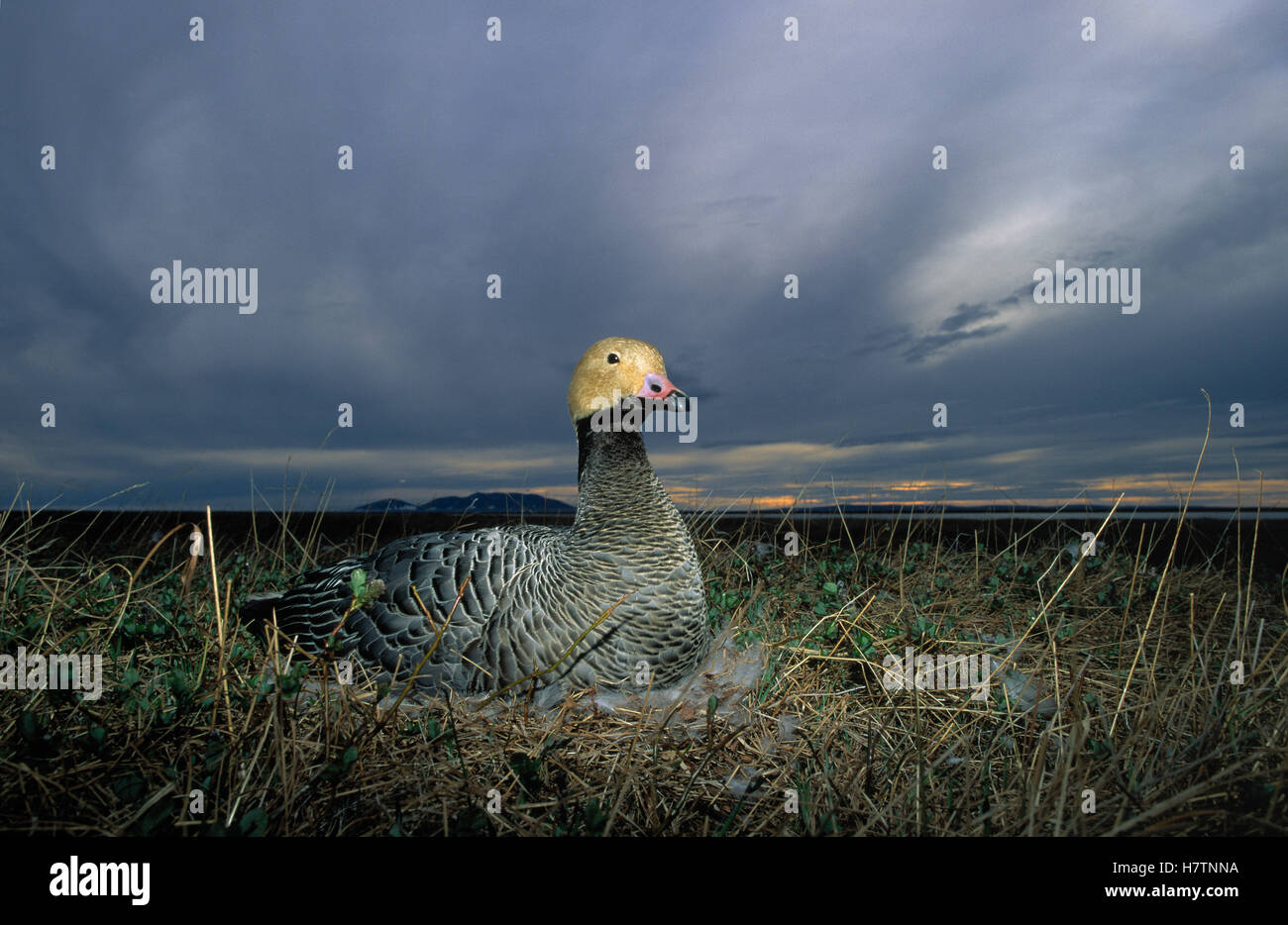 Emperor Goose (Anser canagicus) adult incubating eggs on ground nest ...