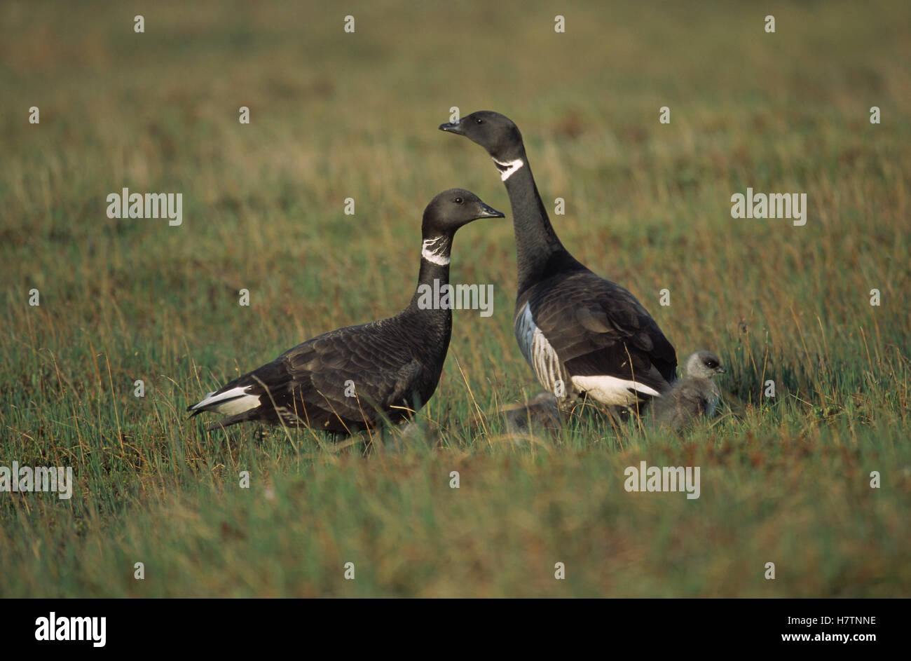 Black Brant (Branta nigricans) mated pair with chick, Siberia Stock ...
