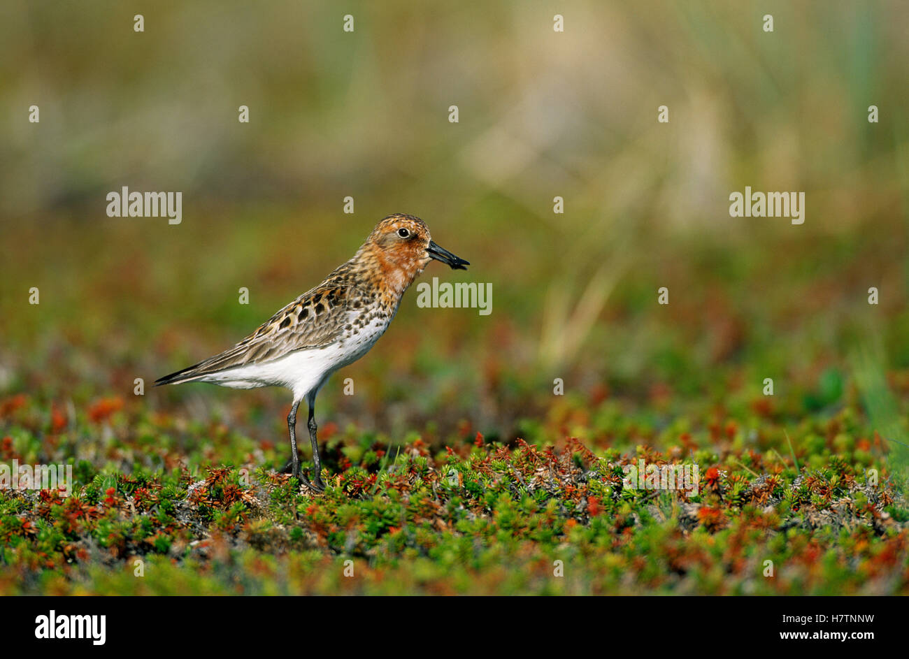 Spoon-billed Sandpiper (Eurynorhynchus pygmeus) portrait, Siberia Stock ...